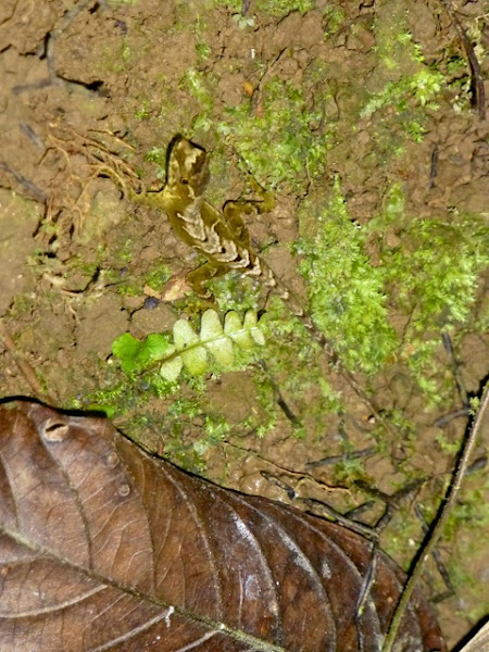 Ground Anole | Project Noah