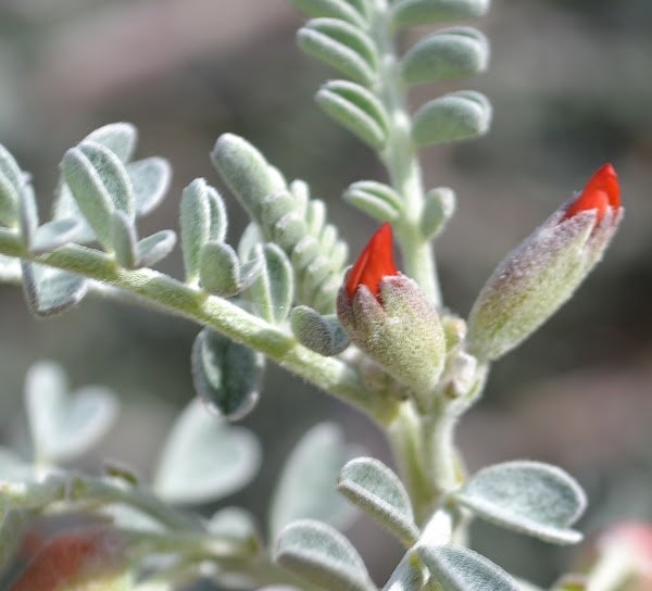 Cancer Bush | Project Noah