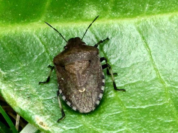 Brown Shield Bug | Project Noah