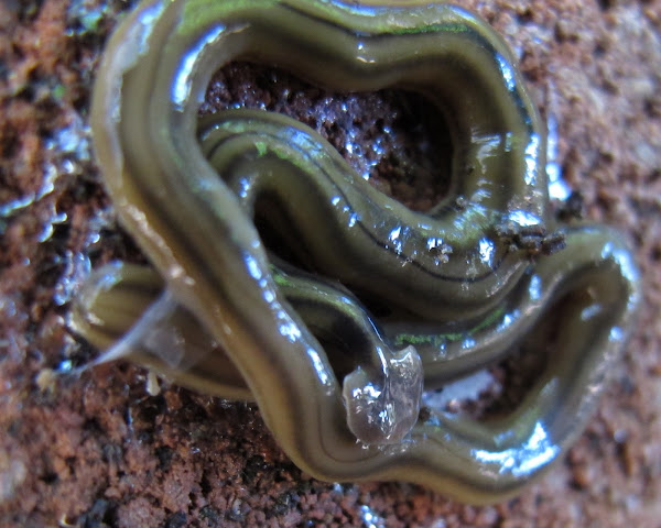 Hammerhead Worm | Project Noah