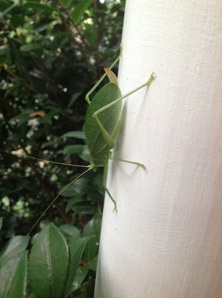 Common True Katydid | Project Noah