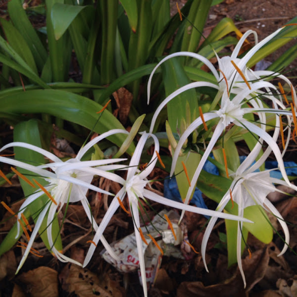 Spider Lily | Project Noah