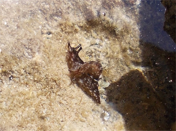 Dwarf sea hares mating | Project Noah