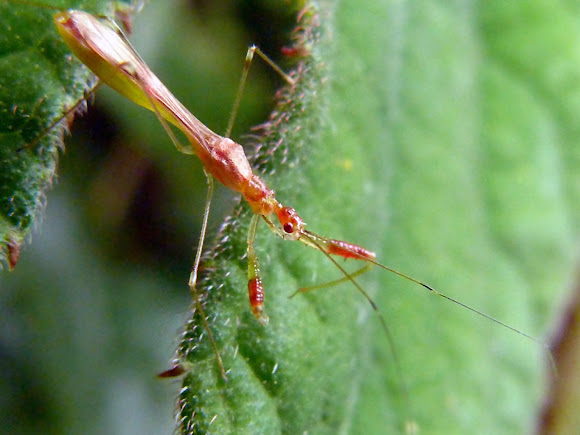 Thread-legged assassin bug | Project Noah