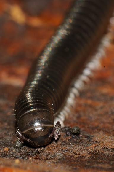 Millipede, milpiés | Project Noah