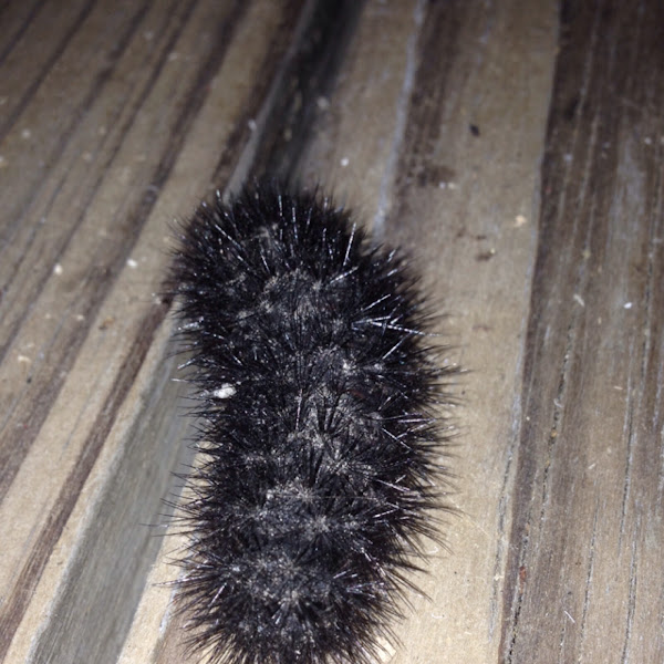 Giant leopard Moth (larvae) | Project Noah