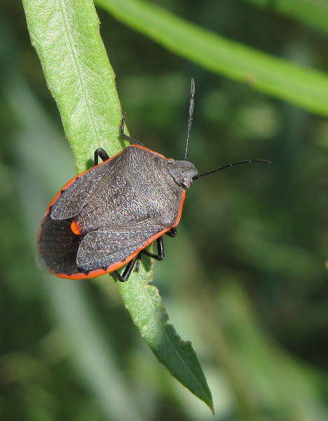 Conchuela | Project Noah