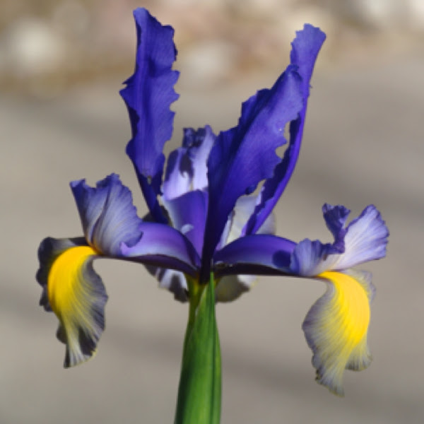 Dutch Iris, Miss Saigon | Project Noah
