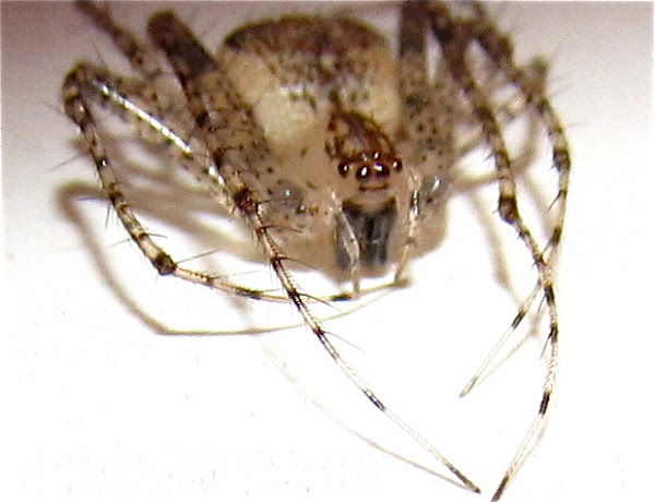 Pirate Spider | Project Noah