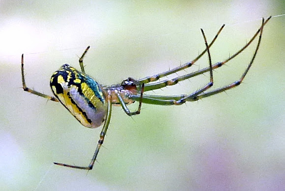 Orchard Orb Weaver Spider | Project Noah