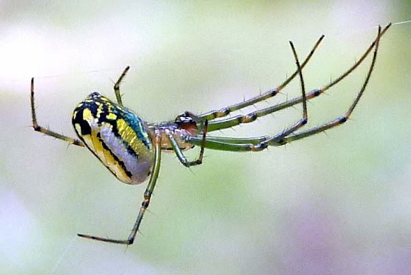 Orchard Orb Weaver Spider | Project Noah