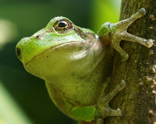 Gray/Cope's Gray Tree Frog | Project Noah