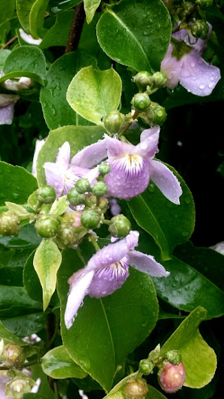 monkey pot tree | Project Noah