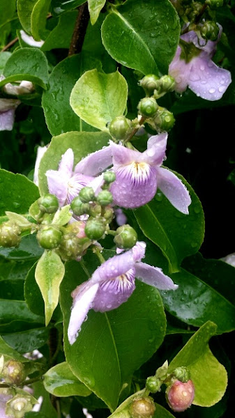 monkey pot tree | Project Noah