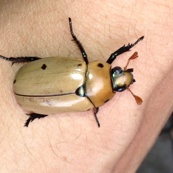 Shining Leaf Chafer | Project Noah