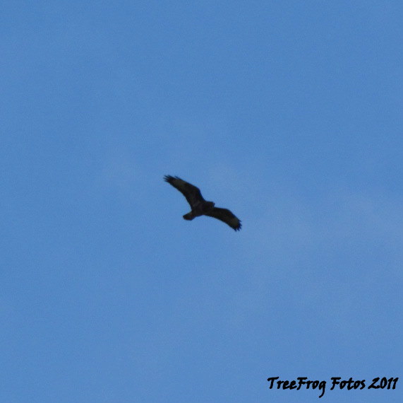 Common buzzard | Project Noah