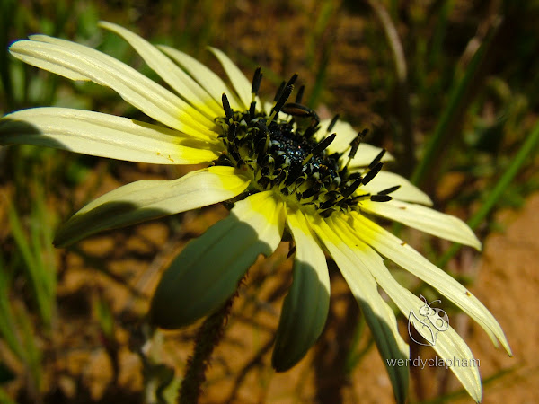 Cape Dandelion | Project Noah