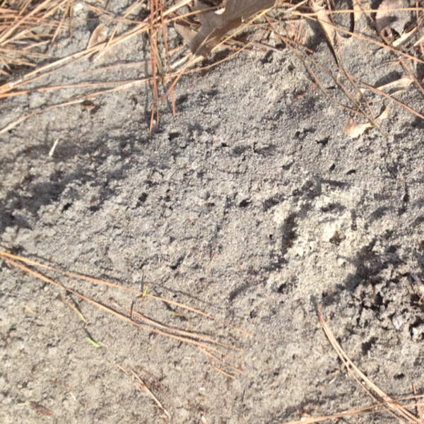 Fire ant | Project Noah