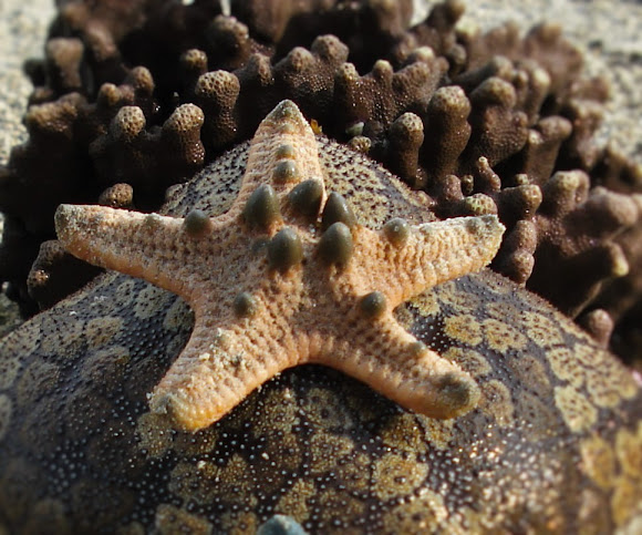 Chocolate chip starfish | Project Noah