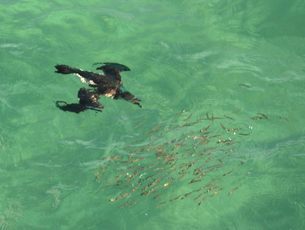 Razorbill | Project Noah