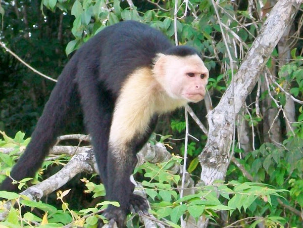 Capuchin monkey | Project Noah