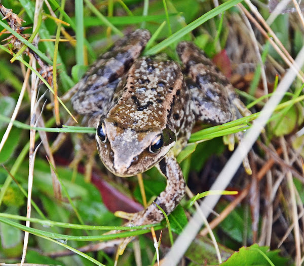 European common frog | Project Noah
