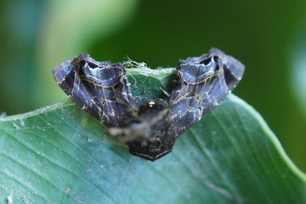 Mango Shoot Borer or Owlet Moth | Project Noah
