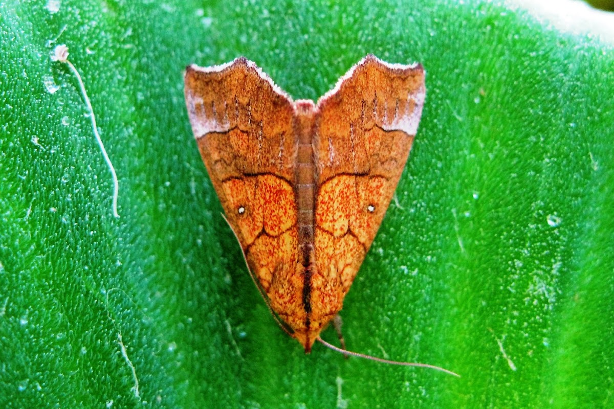Cotton Looper, Tropical Anomis or White-pupiled Scallop Moth | Project Noah