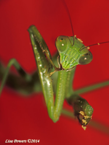 Chinese Mantis | Project Noah