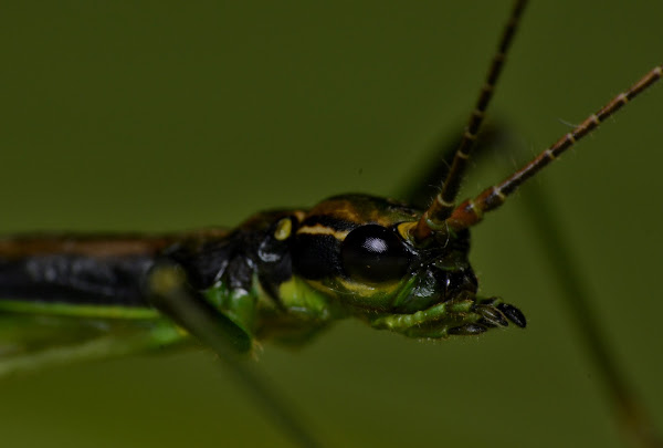 Winged Stick Insect, Phasmid - Male | Project Noah