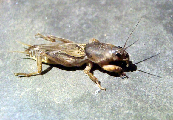 Tawny Mole Cricket | Project Noah