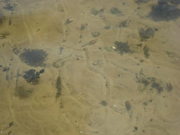 Black Sandshell Mussel | Project Noah