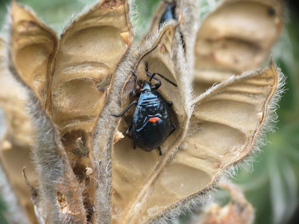 Bordered Plant Bug (nymph) | Project Noah