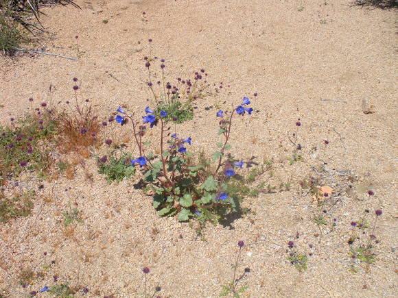 Desert Bluebell | Project Noah