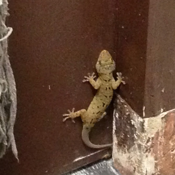 Lizard | Project Noah