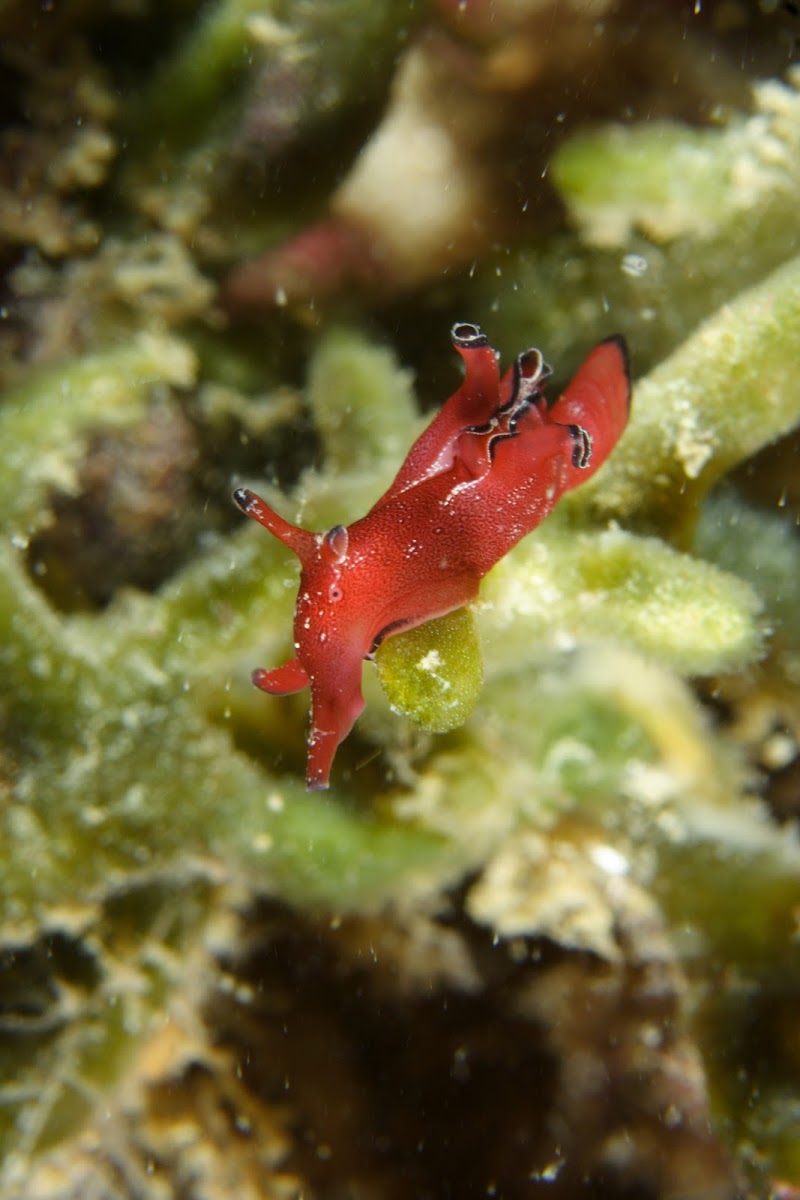 Sea hare | Project Noah