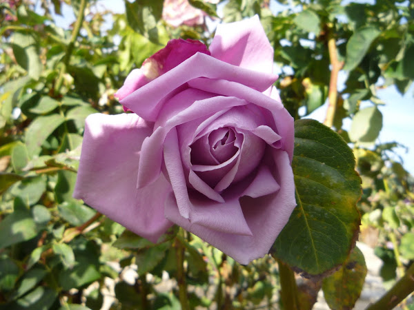 Rosa color morado | Project Noah