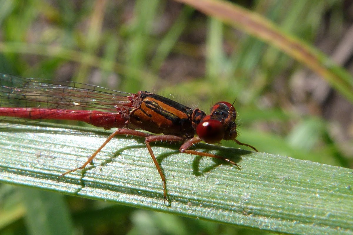 Red damselfly | Project Noah