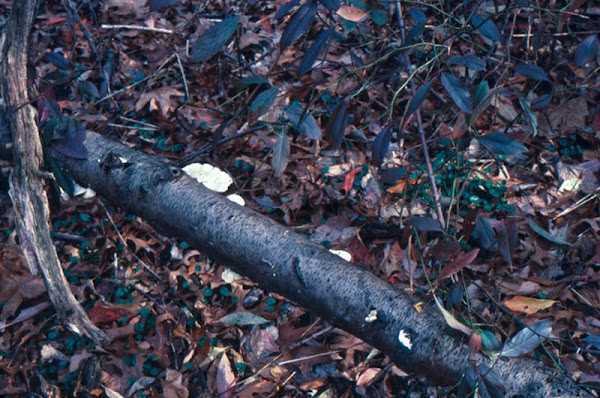 white cheese polypore (Tyromyces chioneus) [2 of 2] | Project Noah
