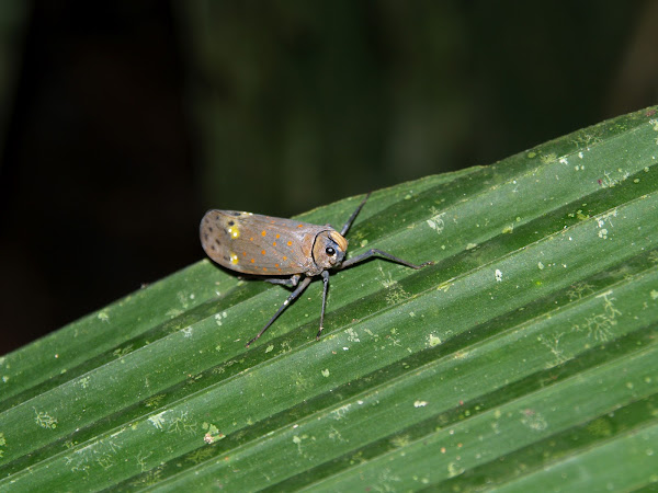 leaf hopper | Project Noah