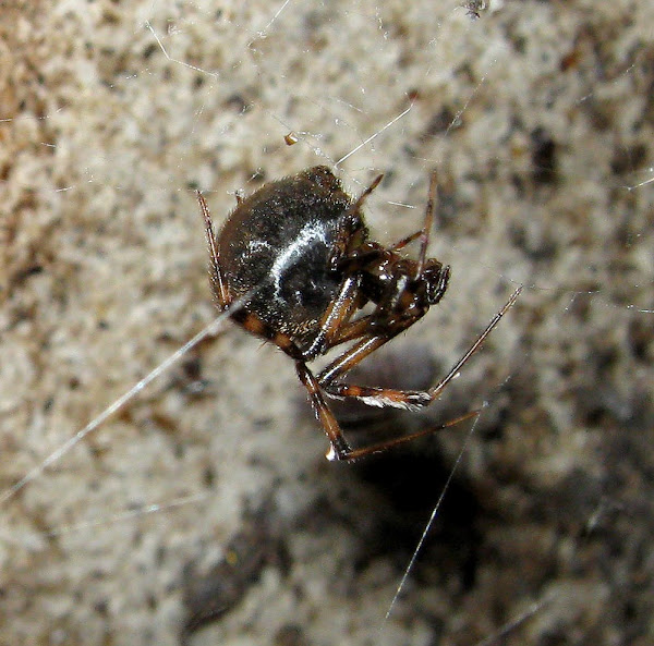 Cave web spider | Project Noah