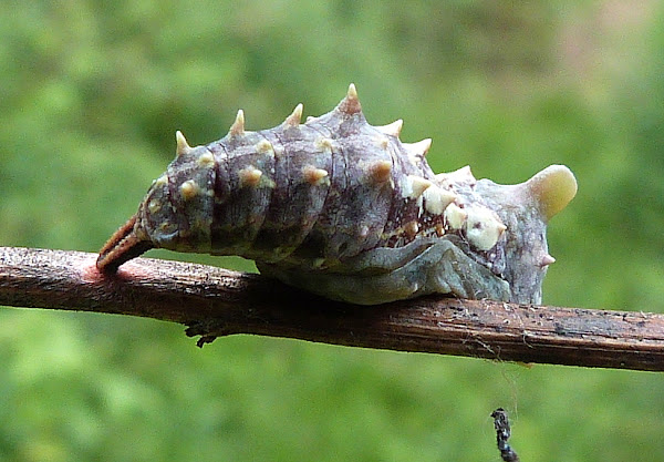 Question Mark Butterfly Chrysalis | Project Noah