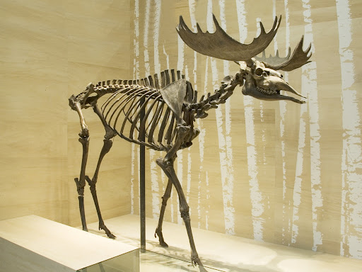Skeleton of an Elk - Unknown — Google Arts & Culture