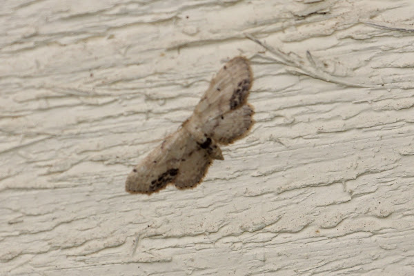 Single-dotted Wave ( moth) | Project Noah