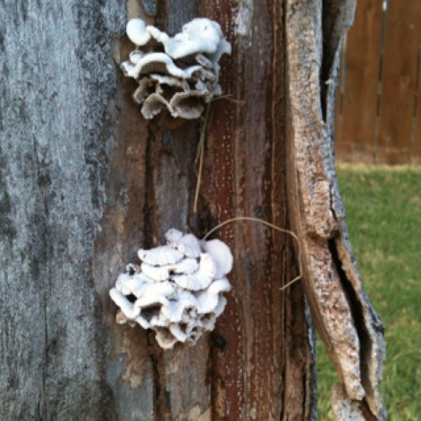 Split Gill Polypore | Project Noah