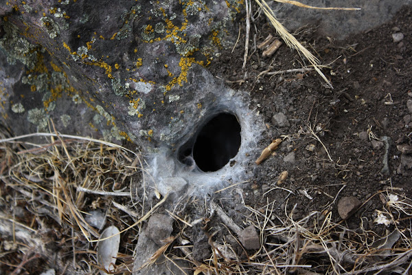 Nido de Araña Pollito / Chilean Rose Tarantula Nest | Project Noah