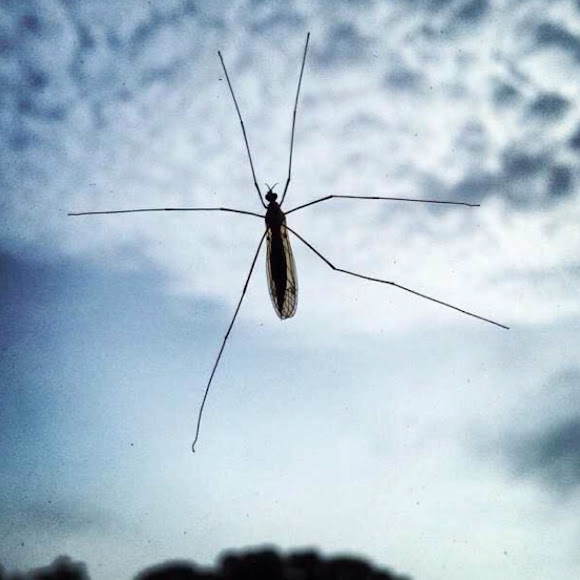 Cranefly | Project Noah