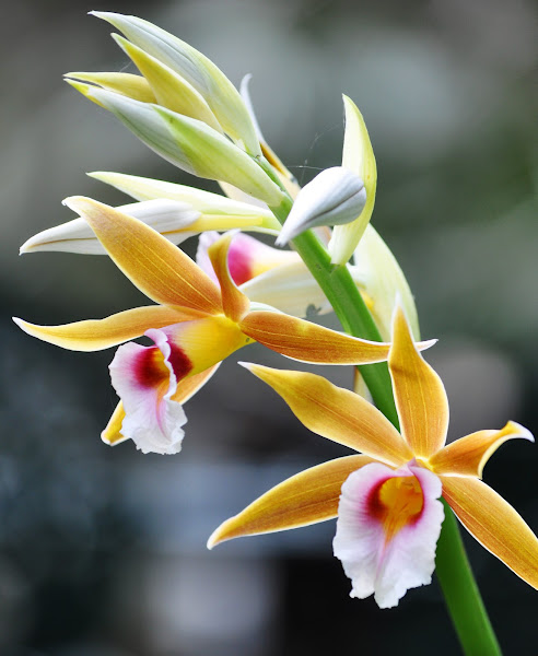 Queensland Swamp Orchid | Project Noah