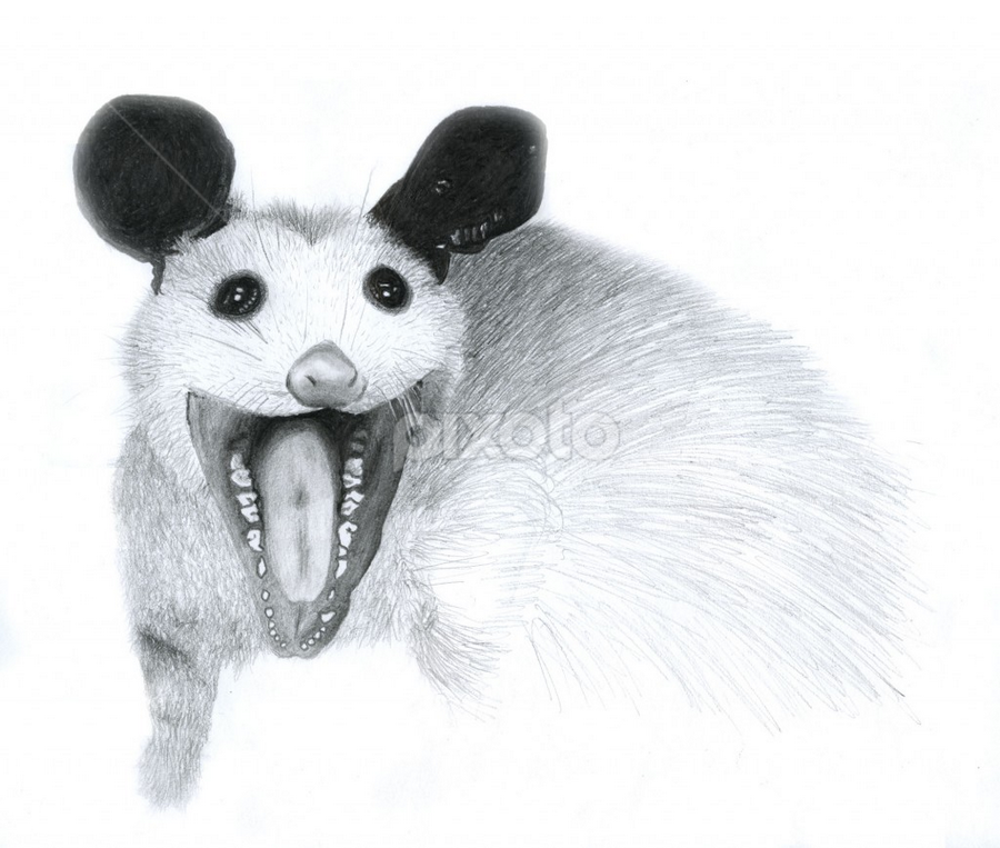 Fun To Draw Possum