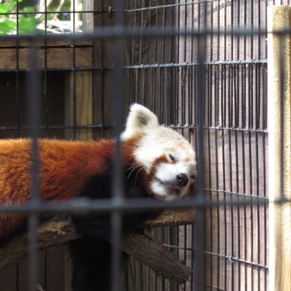 Red Panda | Project Noah